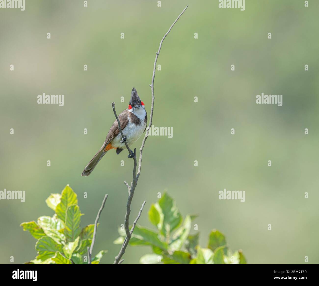 bull bull bird, India’s rich natural landscape has long been the refuge ...
