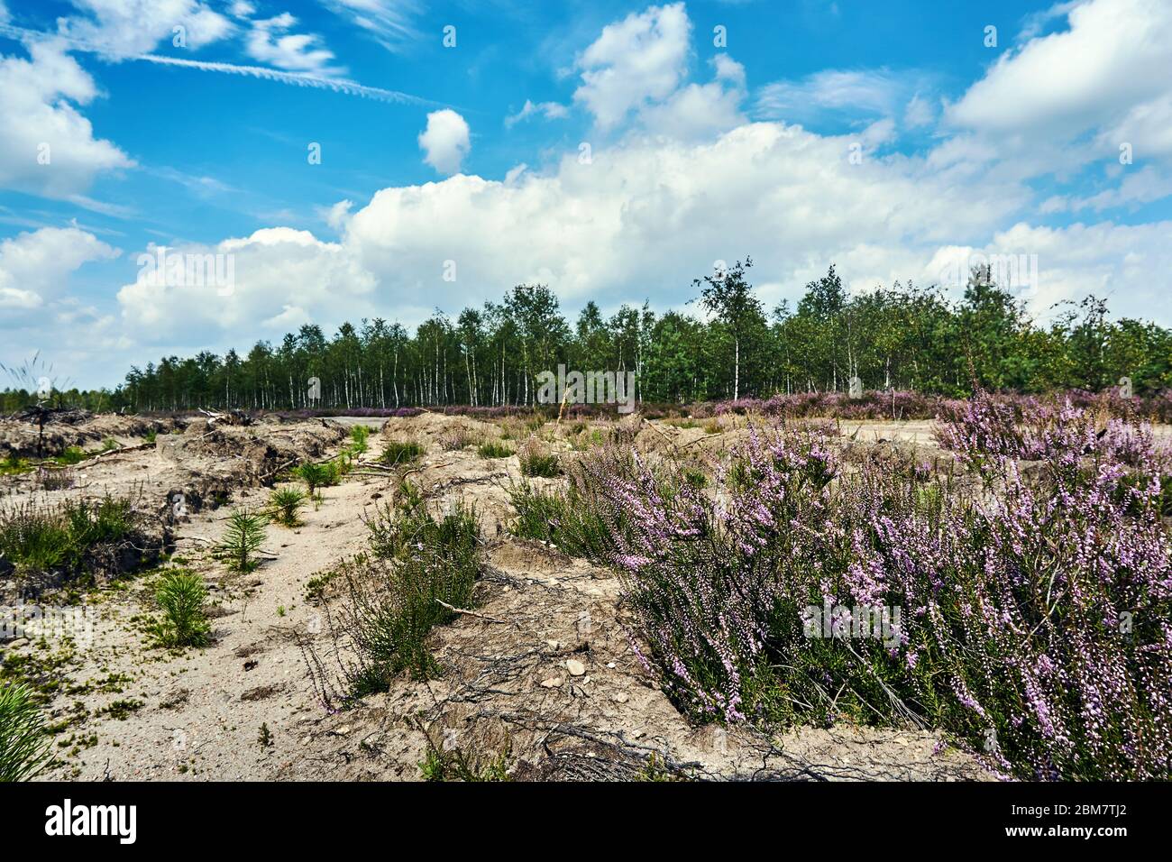 Trunk sandy birch hi-res stock photography and images - Alamy