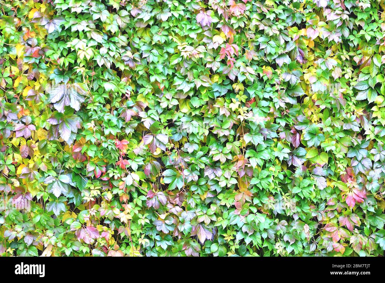 wall overgrown with climbing plant, wall texture of colorful leaves for ...