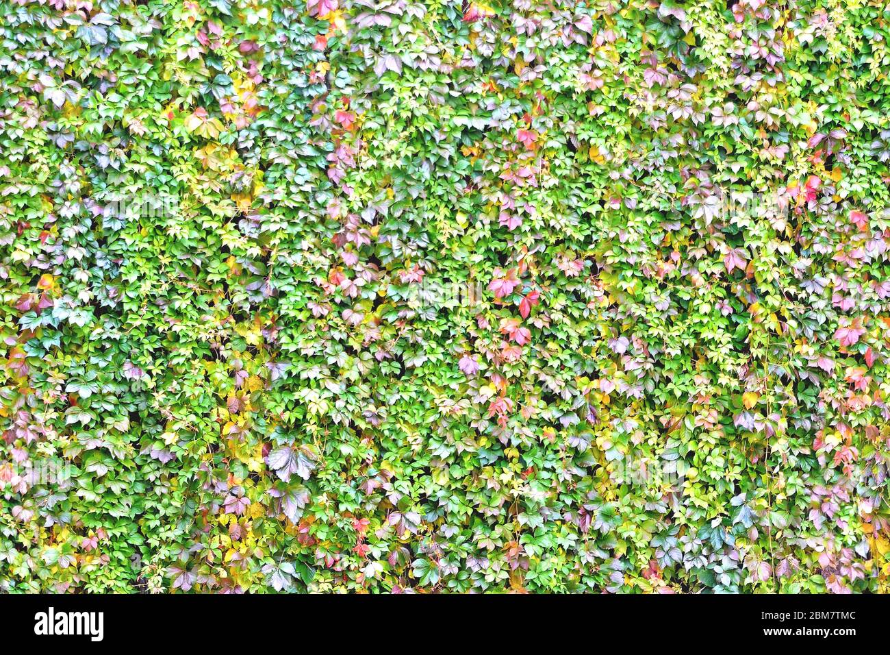 wall overgrown with climbing plant, wall texture of colorful leaves for ...