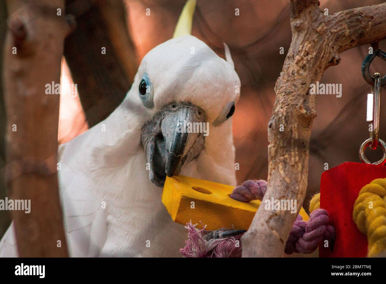 Cockatoo playing with a toy in an enclosure at the John Ball Zoo Stock ...