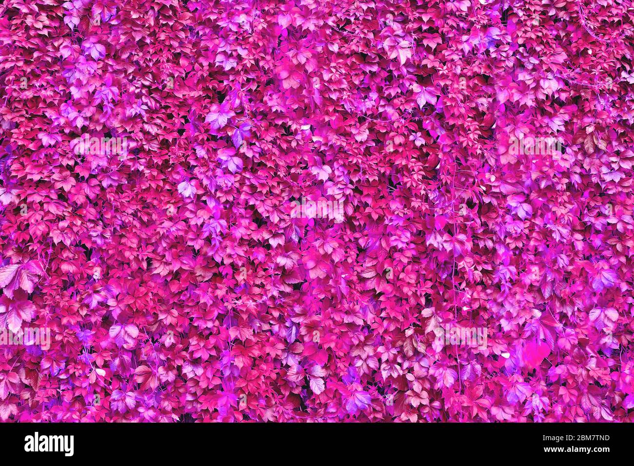 wall overgrown with climbing plant, wall texture of colorful leaves for ...