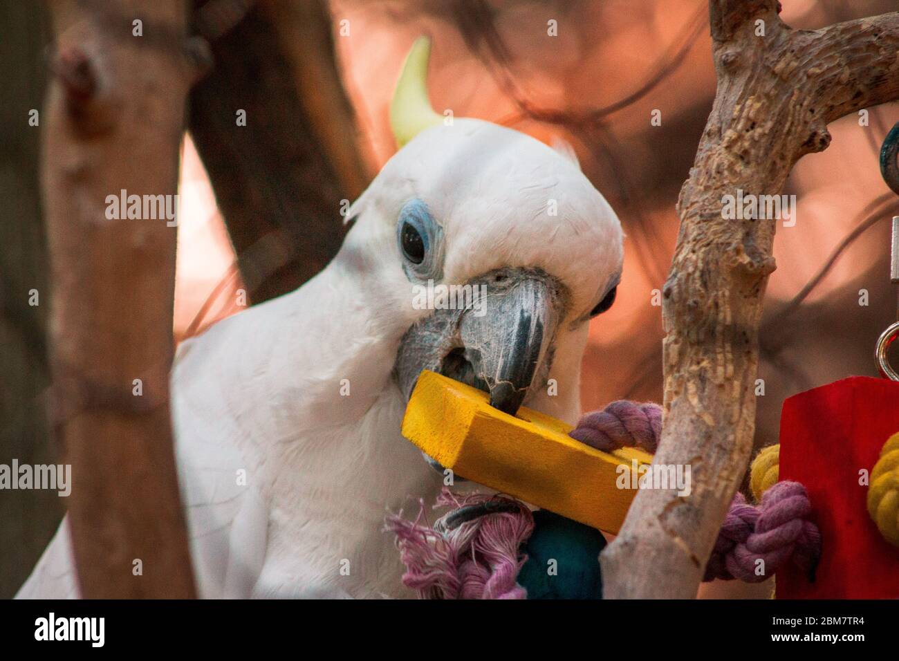 Toy cockatoo hi-res stock photography and images - Alamy