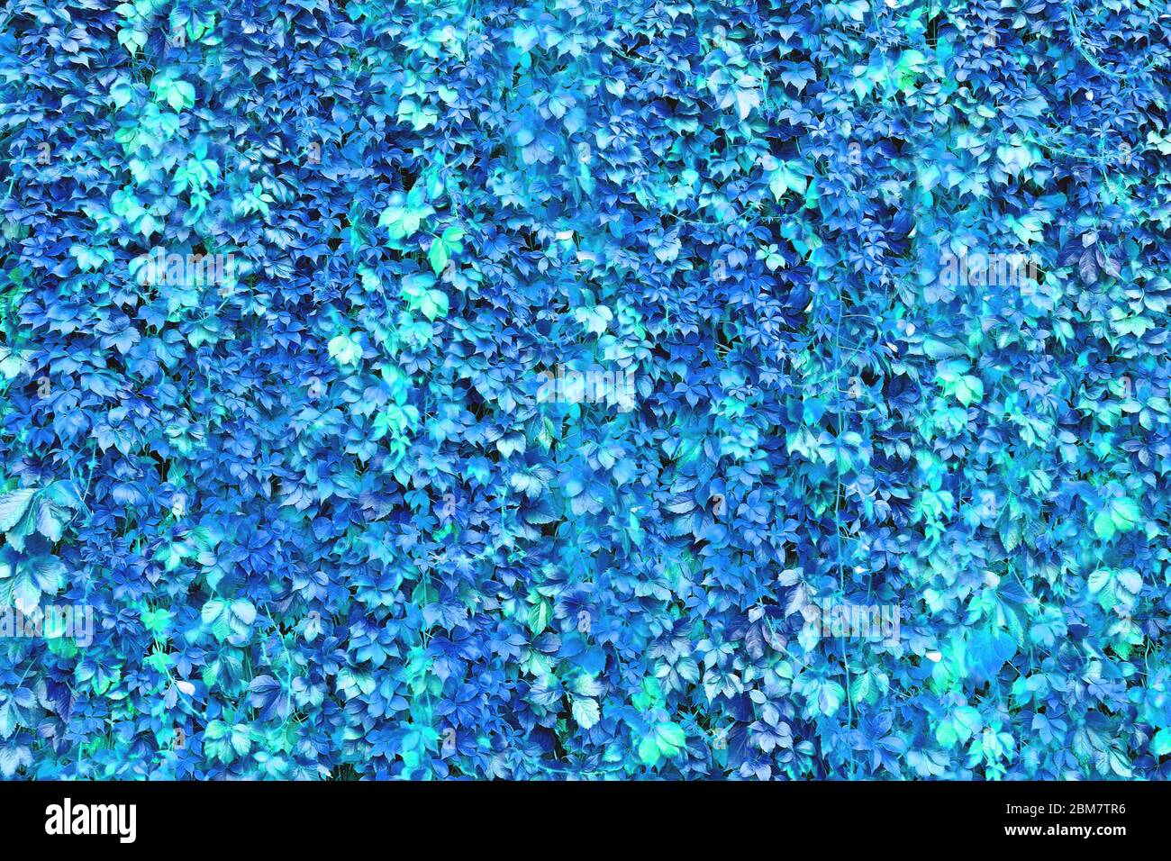 wall overgrown with climbing plant, wall texture of colorful leaves for ...