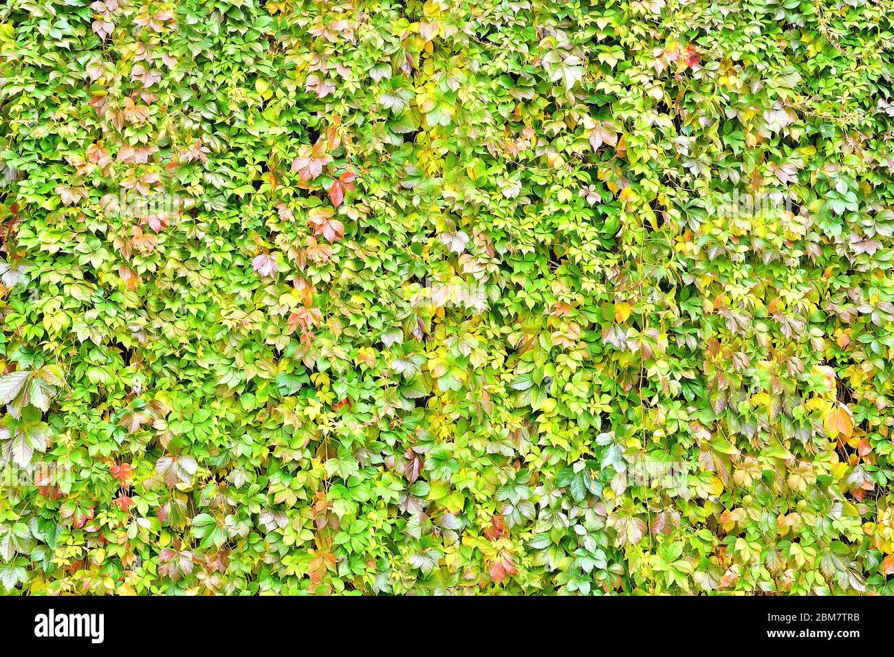 wall overgrown with climbing plant, wall texture of colorful leaves for ...