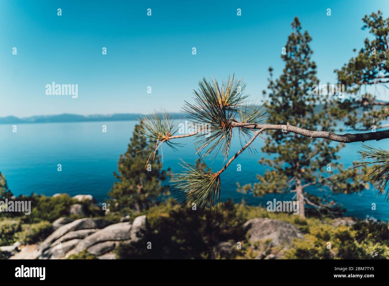 tree at Lake Tahoe Stock Photo - Alamy