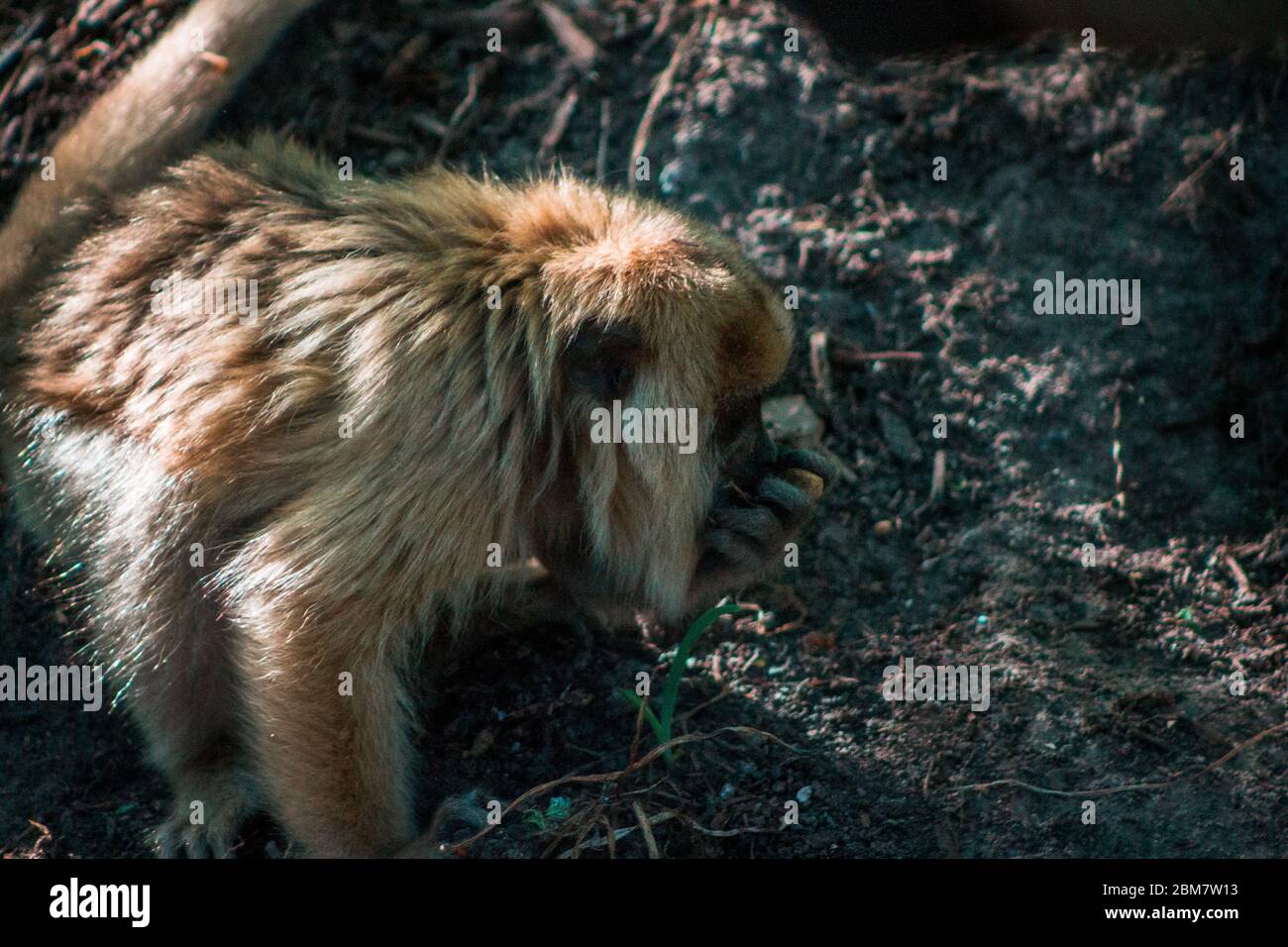 Howler monkey running around an enclosure at the John Ball Zoo Stock ...