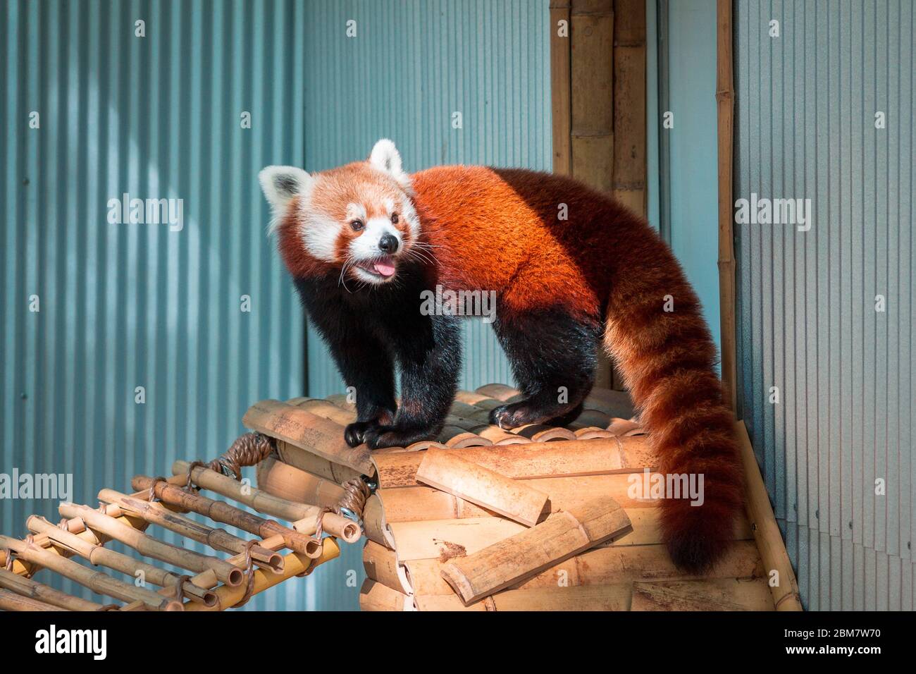 Red Panda climbing around its enclosure on a summer day at the John ...
