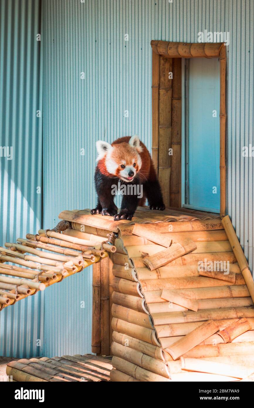 Red Panda climbing around its enclosure Stock Photo - Alamy
