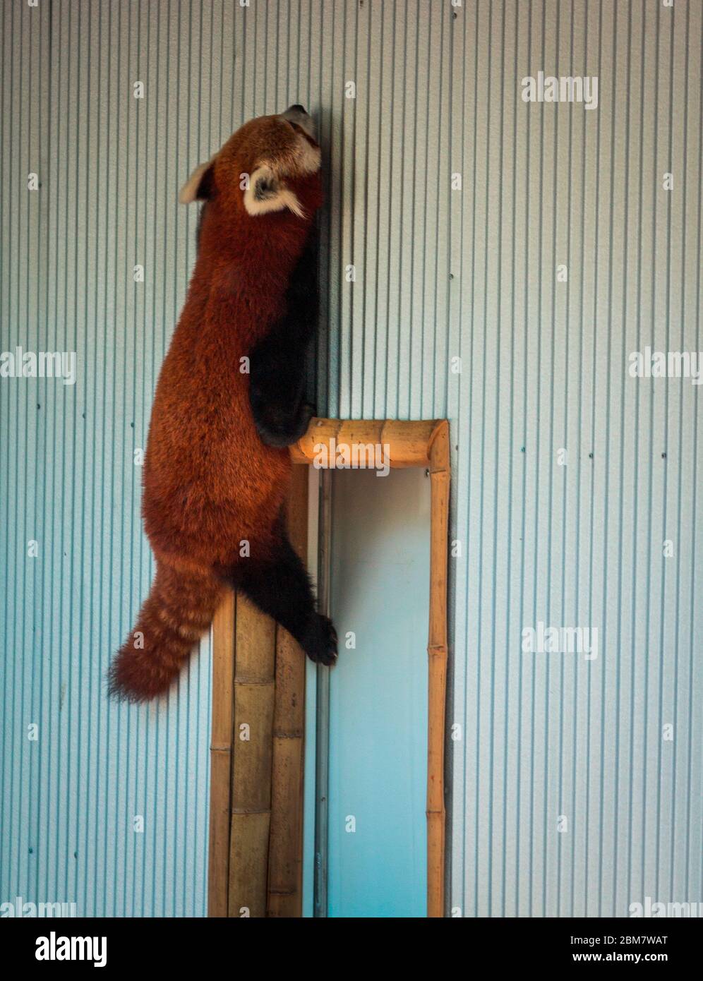 Red panda climbing up the side of its enclosure at the John Ball Zoo ...