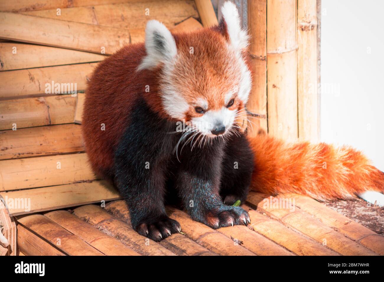 Red Panda sitting in the sun at the zoo Stock Photo - Alamy