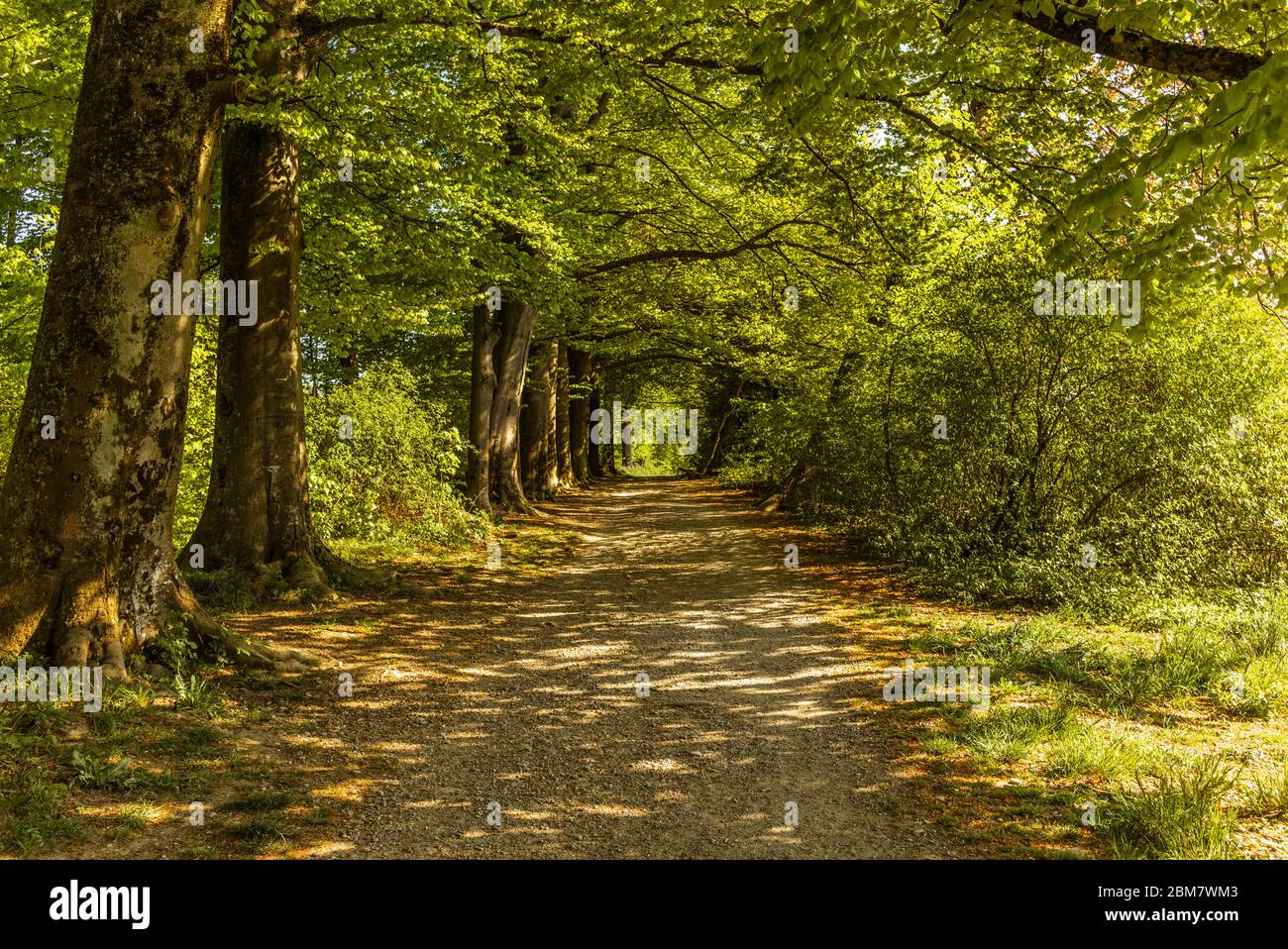 A tree lined boulevard in early spring in Switzerland Stock Photo - Alamy
