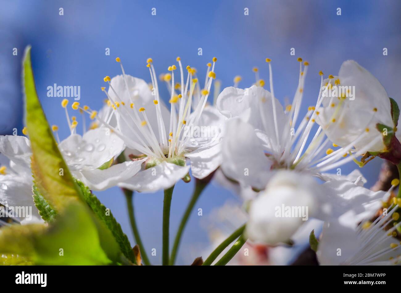 Spring flowers close-up with water drops. Flowering plums and cherries ...