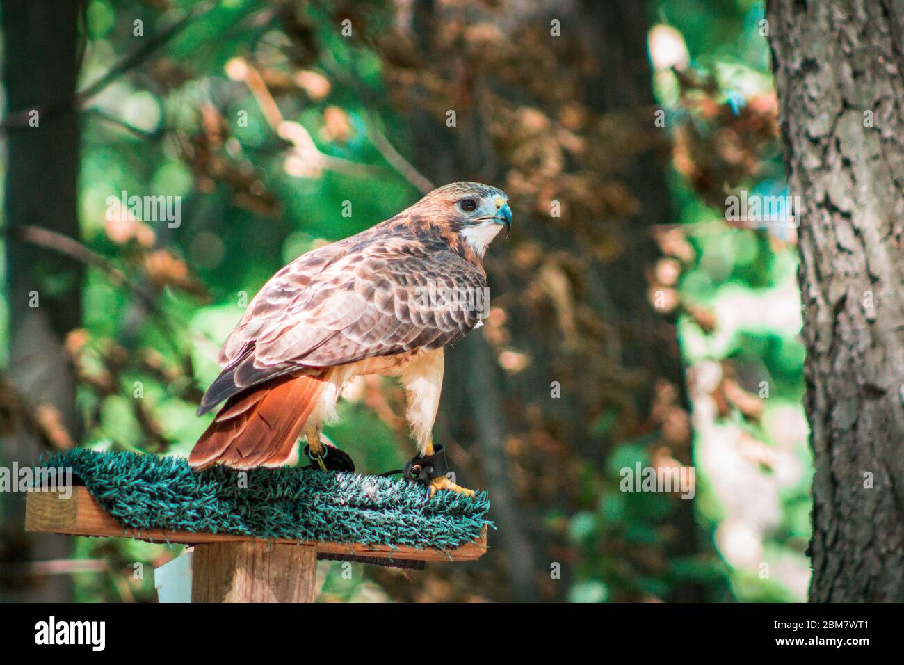 Red Tailed Hawk Captivity High Resolution Stock Photography and Images ...