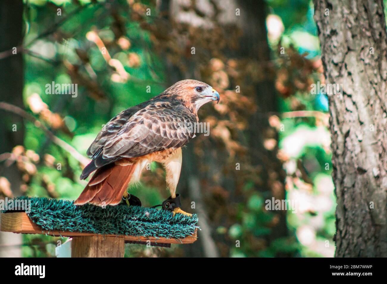 Red tailed hawk landing on a perch at the zoo Stock Photo - Alamy