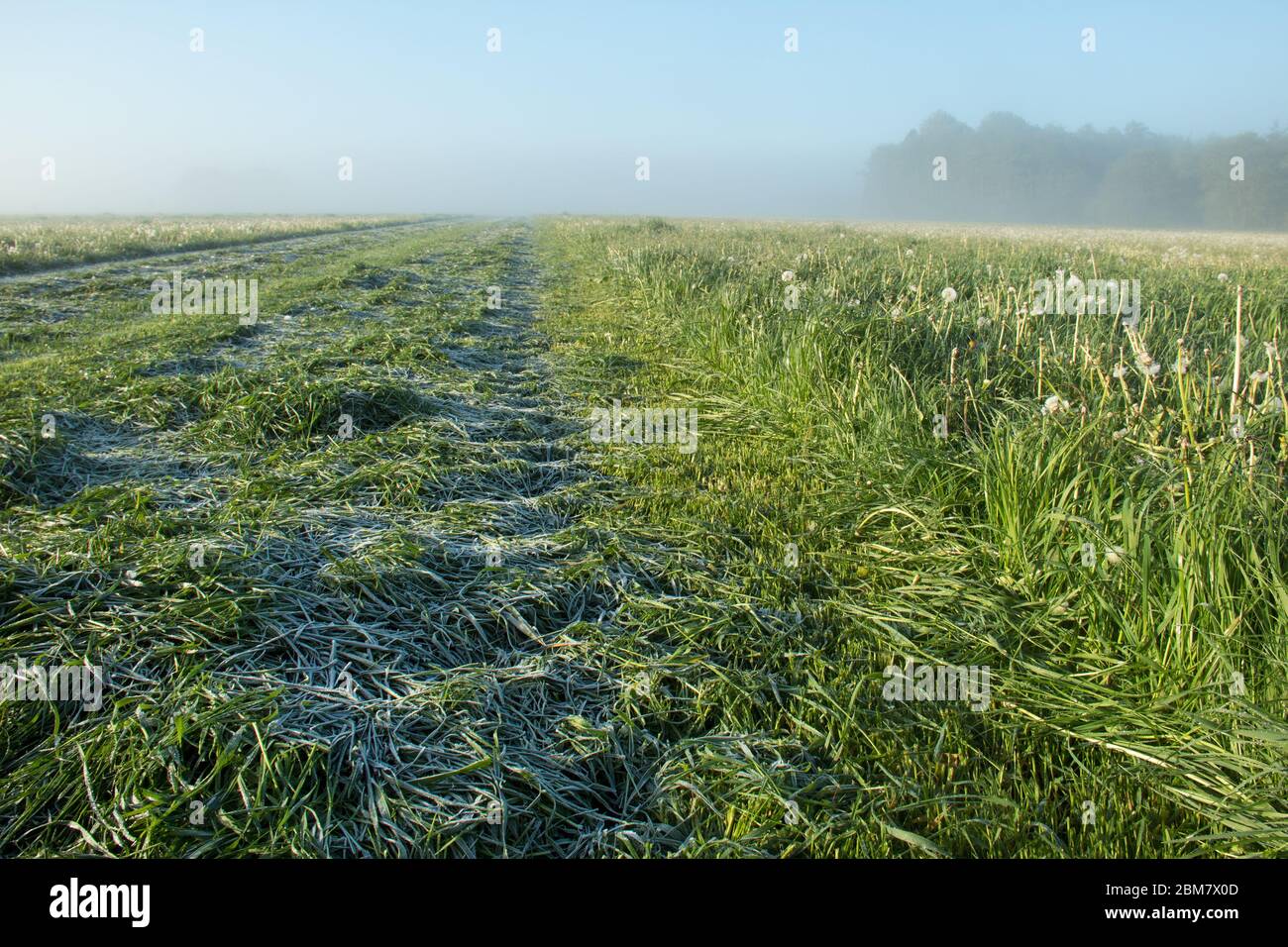 Freshly Mown Hay Field High Resolution Stock Photography and Images - Alamy