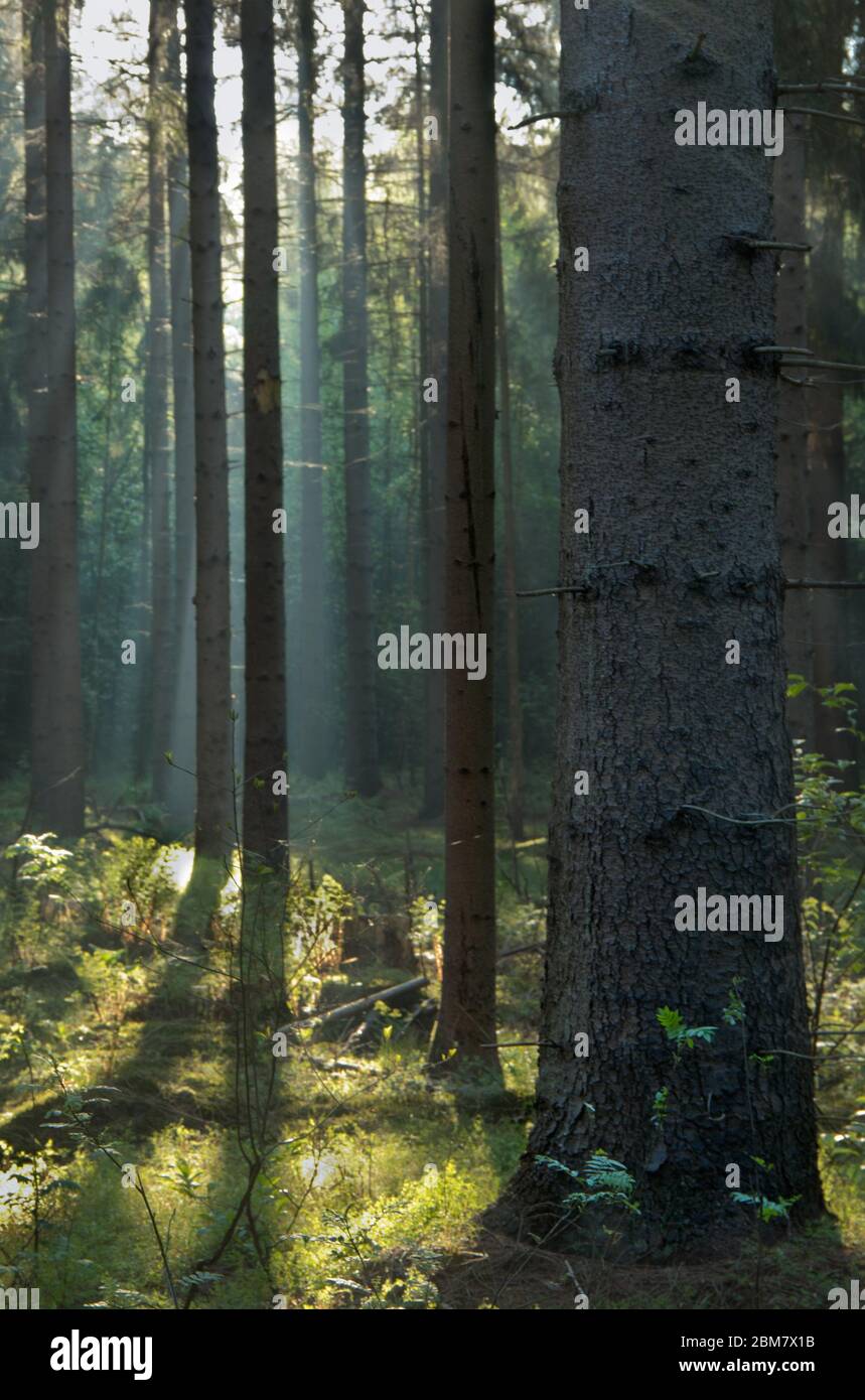 Sunrays in a forest on a hazy morning in spring, a fairy landscape ...