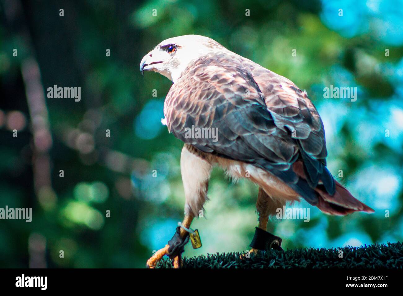 Red tailed hawk on fence hi-res stock photography and images - Alamy