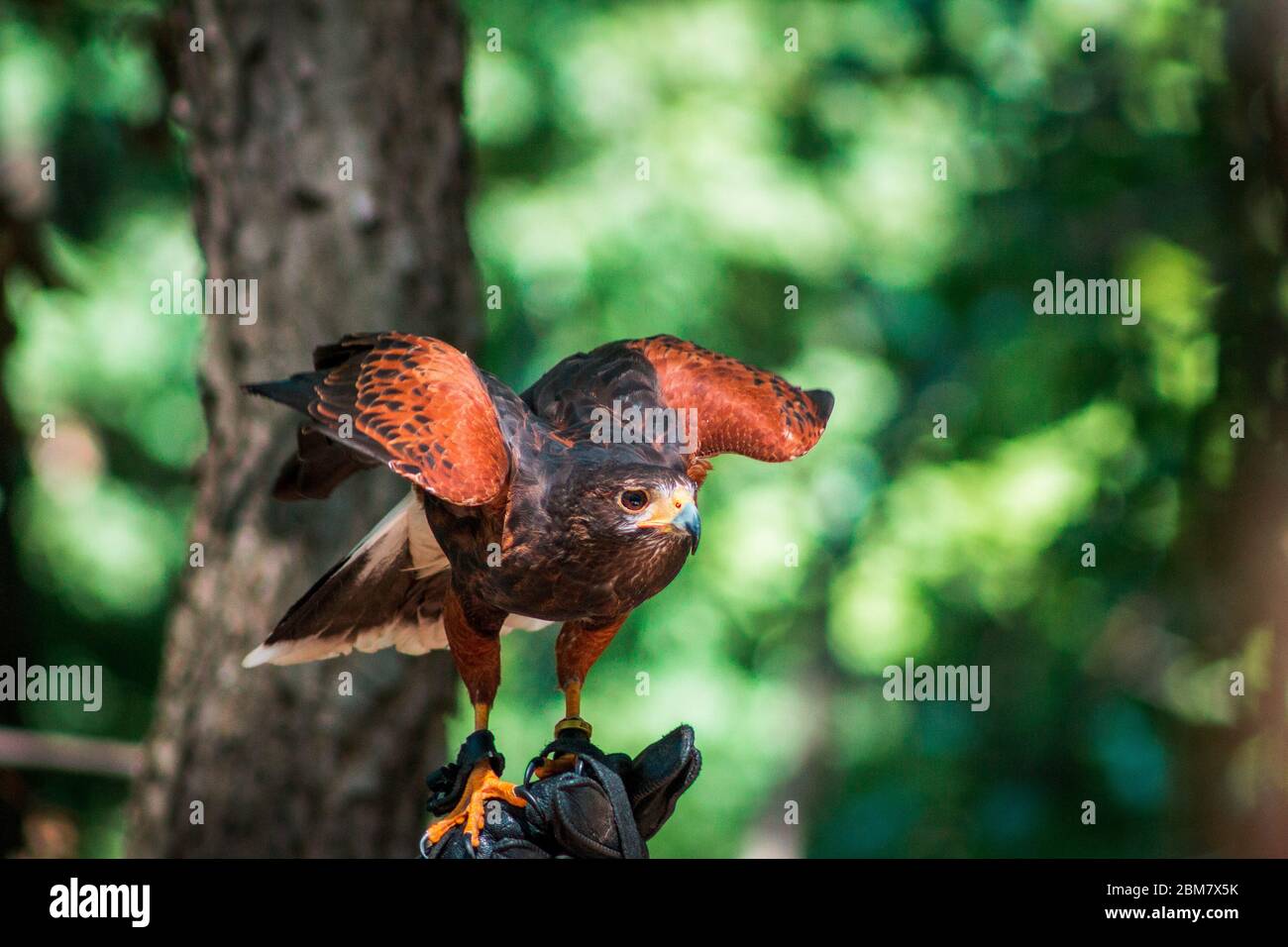 Red tailed hawk perched on a zoo keepers hand at the John Ball Zoo ...