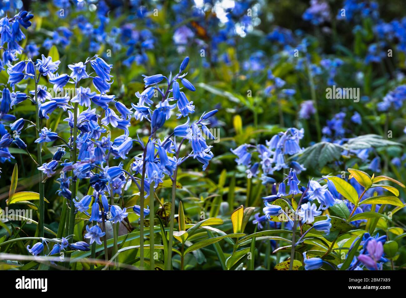 Field of blue flowers Stock Photo - Alamy