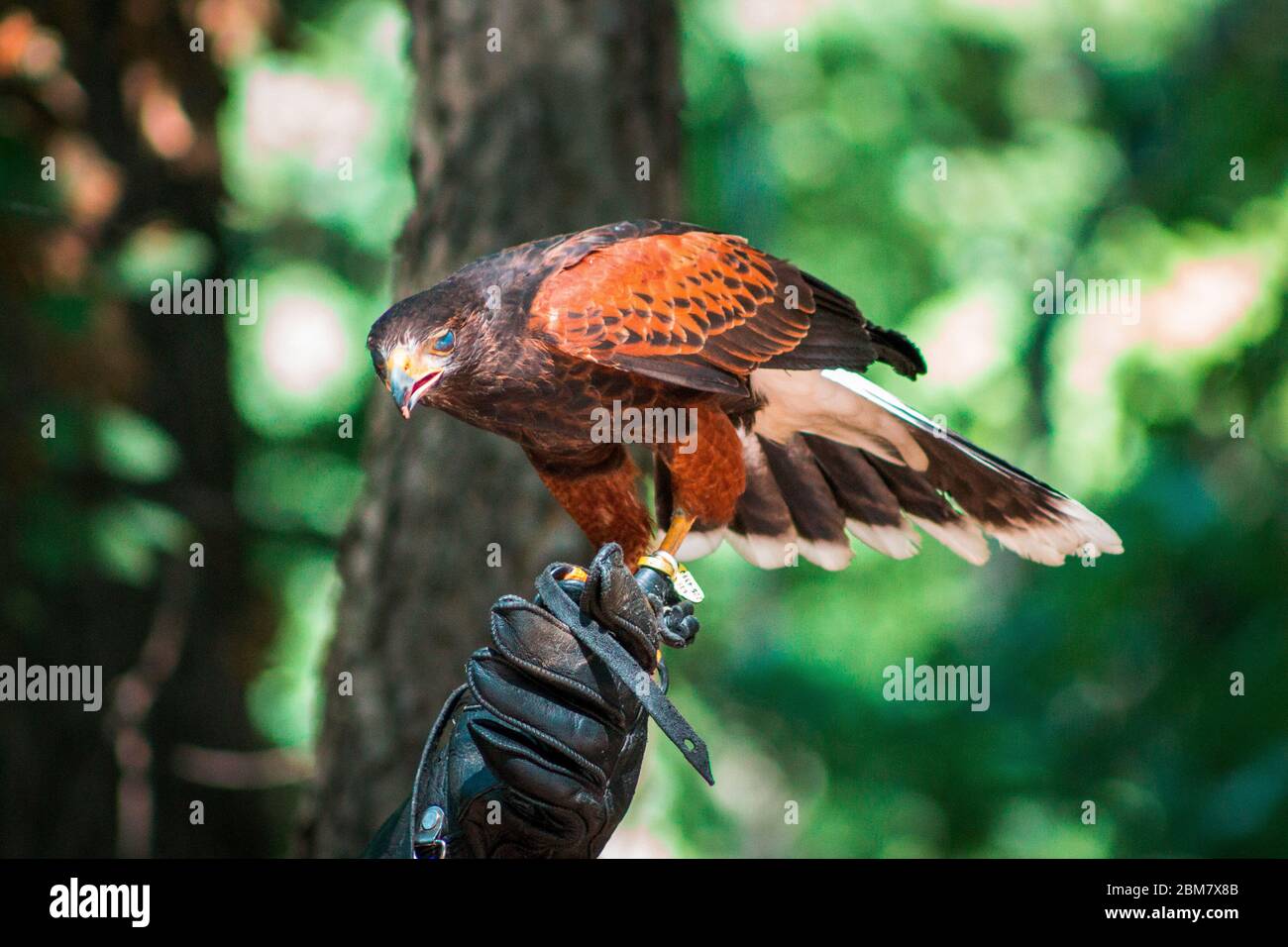 Red Tailed Hawk Captivity High Resolution Stock Photography and Images ...