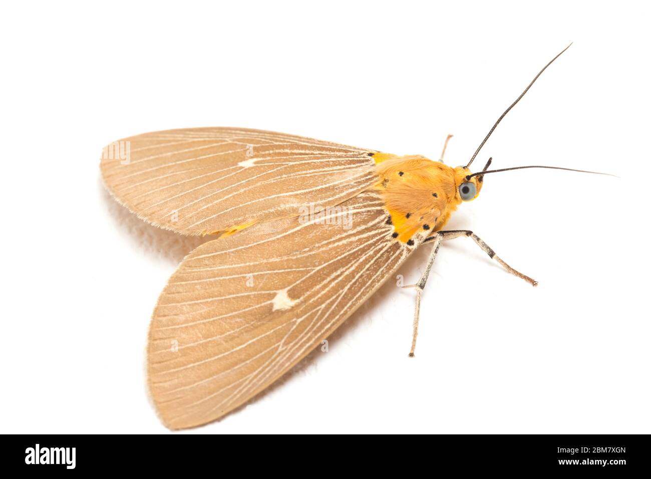 Asota heliconia is a moth in the family Erebidae isolated on white ...