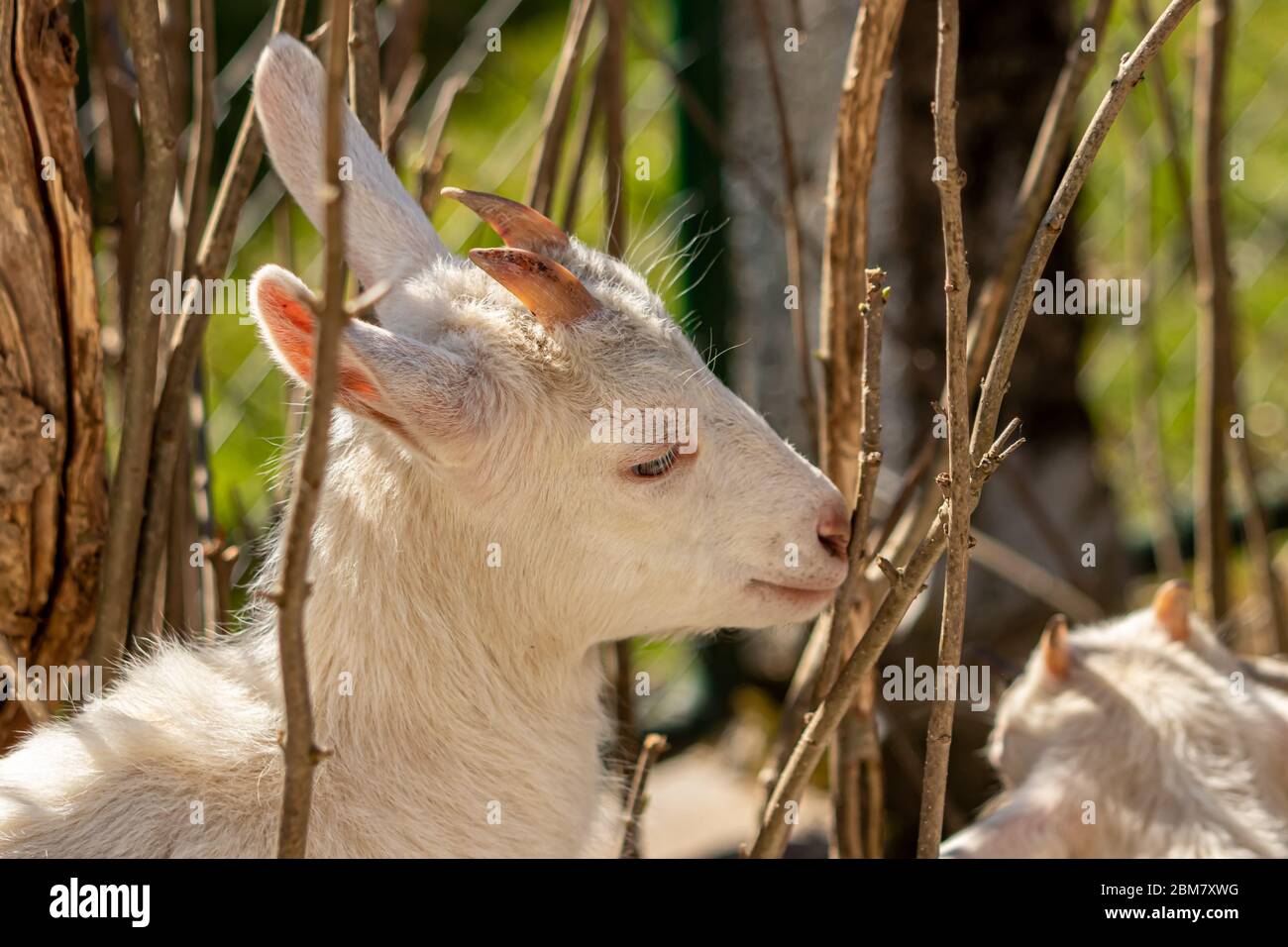 Cute baby goat eating branches Stock Photo - Alamy