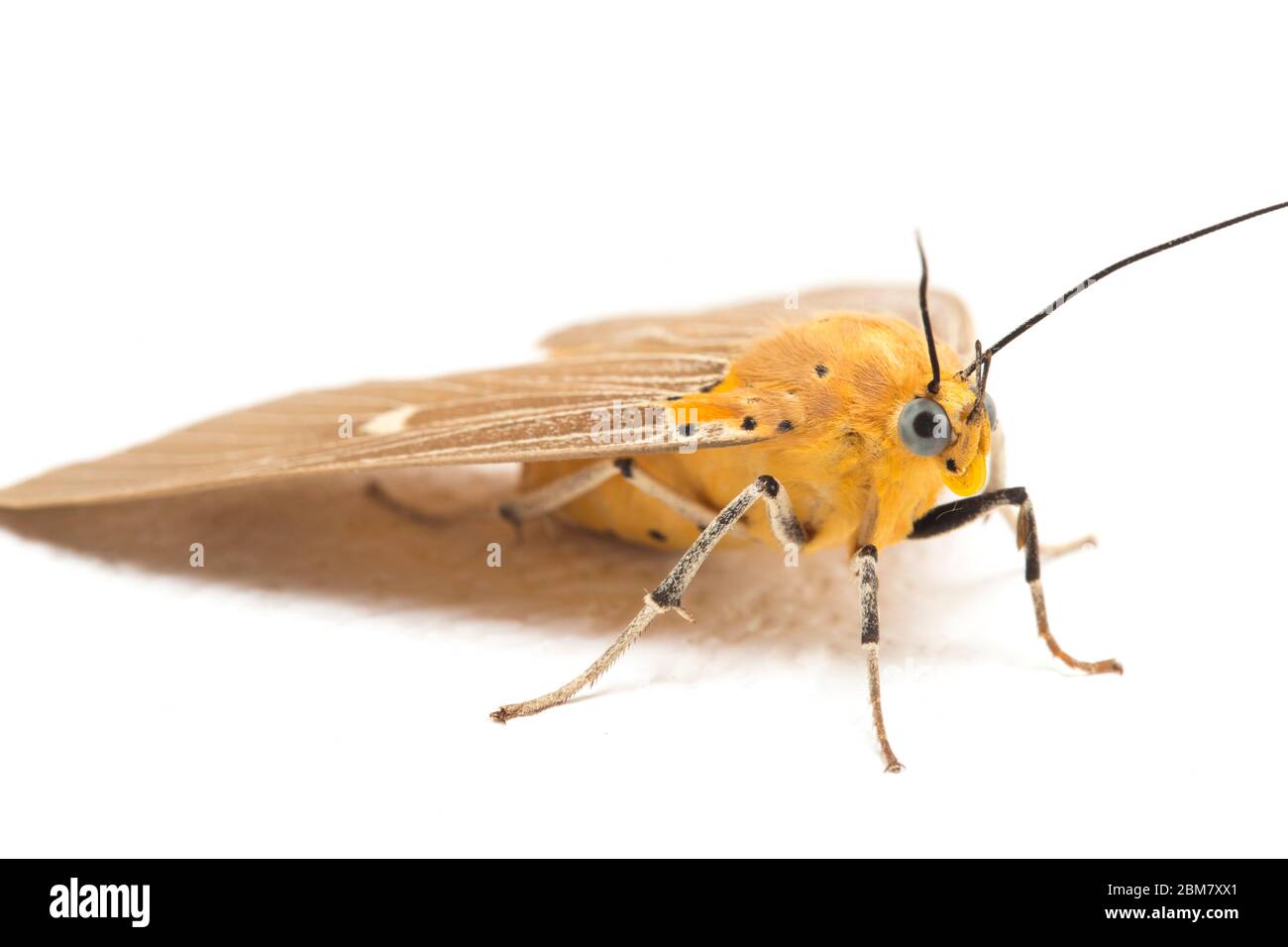 Asota heliconia is a moth in the family Erebidae isolated on white ...