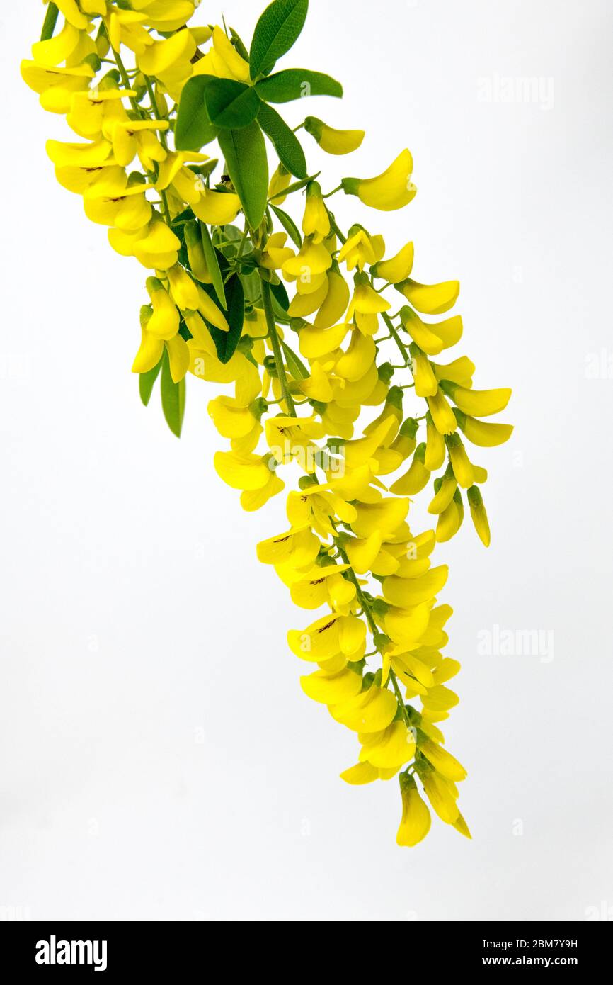 Close-up of the yellow flower of the laburnum Stock Photo - Alamy