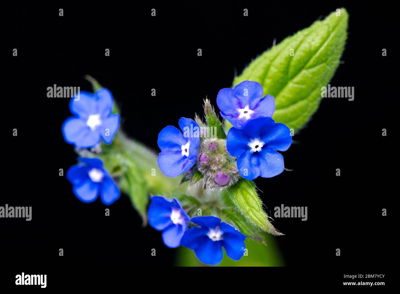 Close-up of the Evergreen Alkanet plant with its blue flower Stock ...