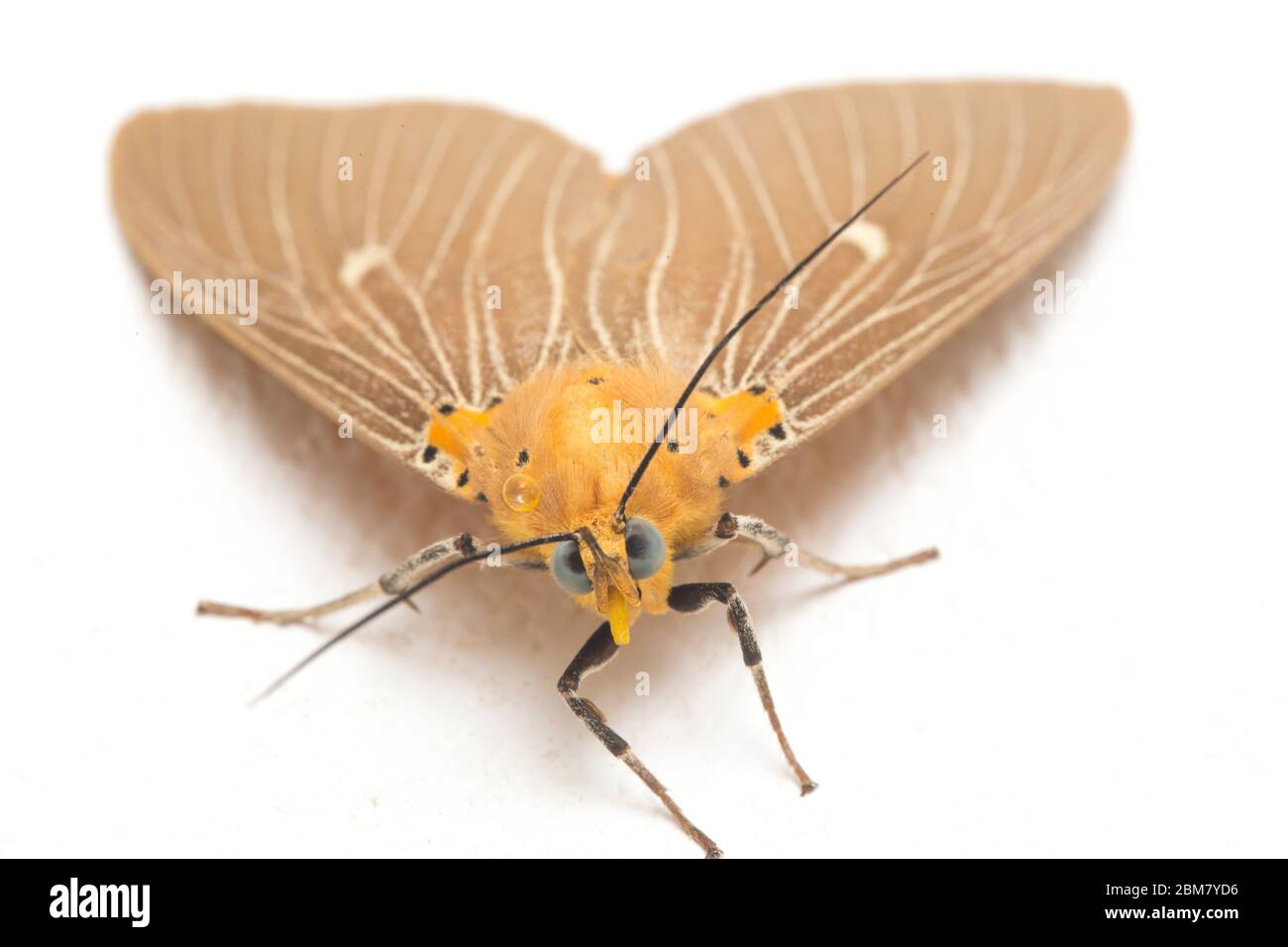 Asota heliconia is a moth in the family Erebidae isolated on white ...
