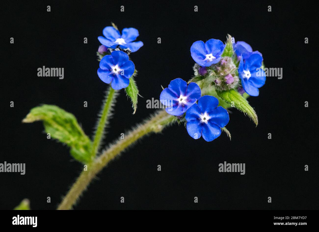 Alkanet plant hi-res stock photography and images - Alamy