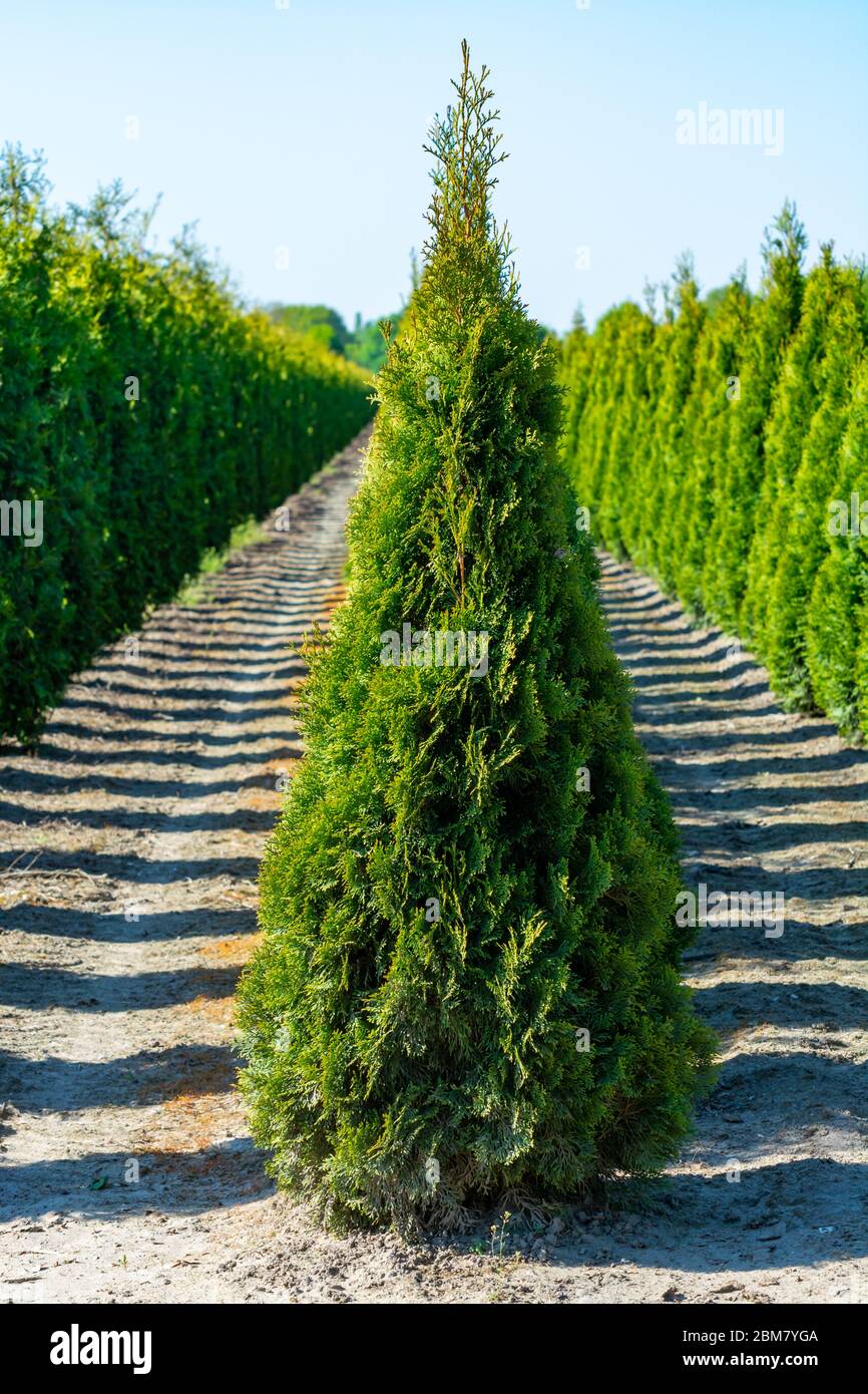 Plantation with rows of thuja, coniferum, cyprus, pine trees in ...