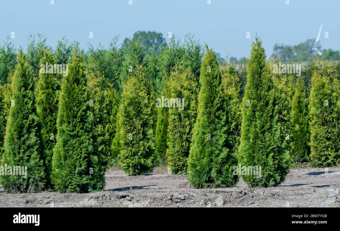 Plantation with rows of thuja, coniferum, cyprus, pine trees in ...
