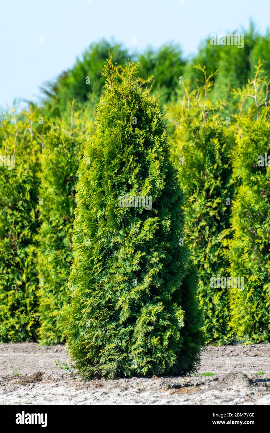 Coniferum hi-res stock photography and images - Alamy