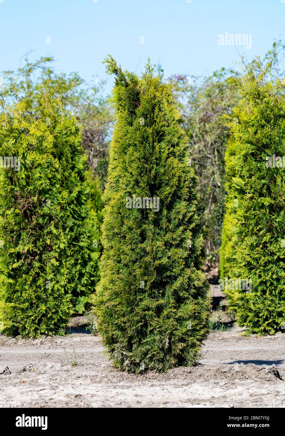 Coniferum hi-res stock photography and images - Alamy