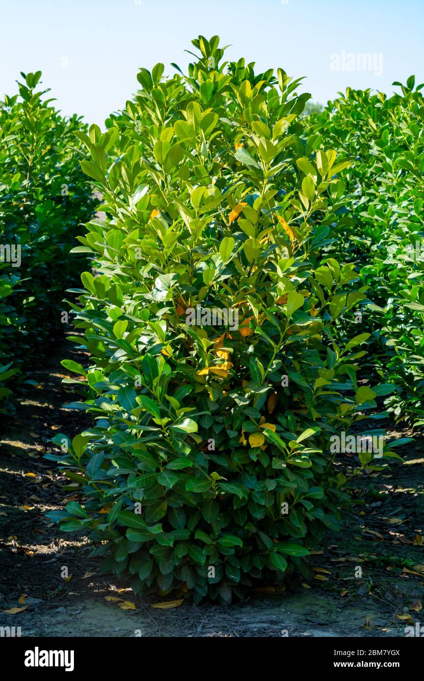 Plantation with rows of green garden decorative trees in different ...
