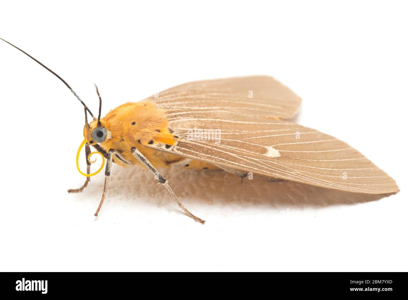 Asota heliconia is a moth in the family Erebidae isolated on white ...