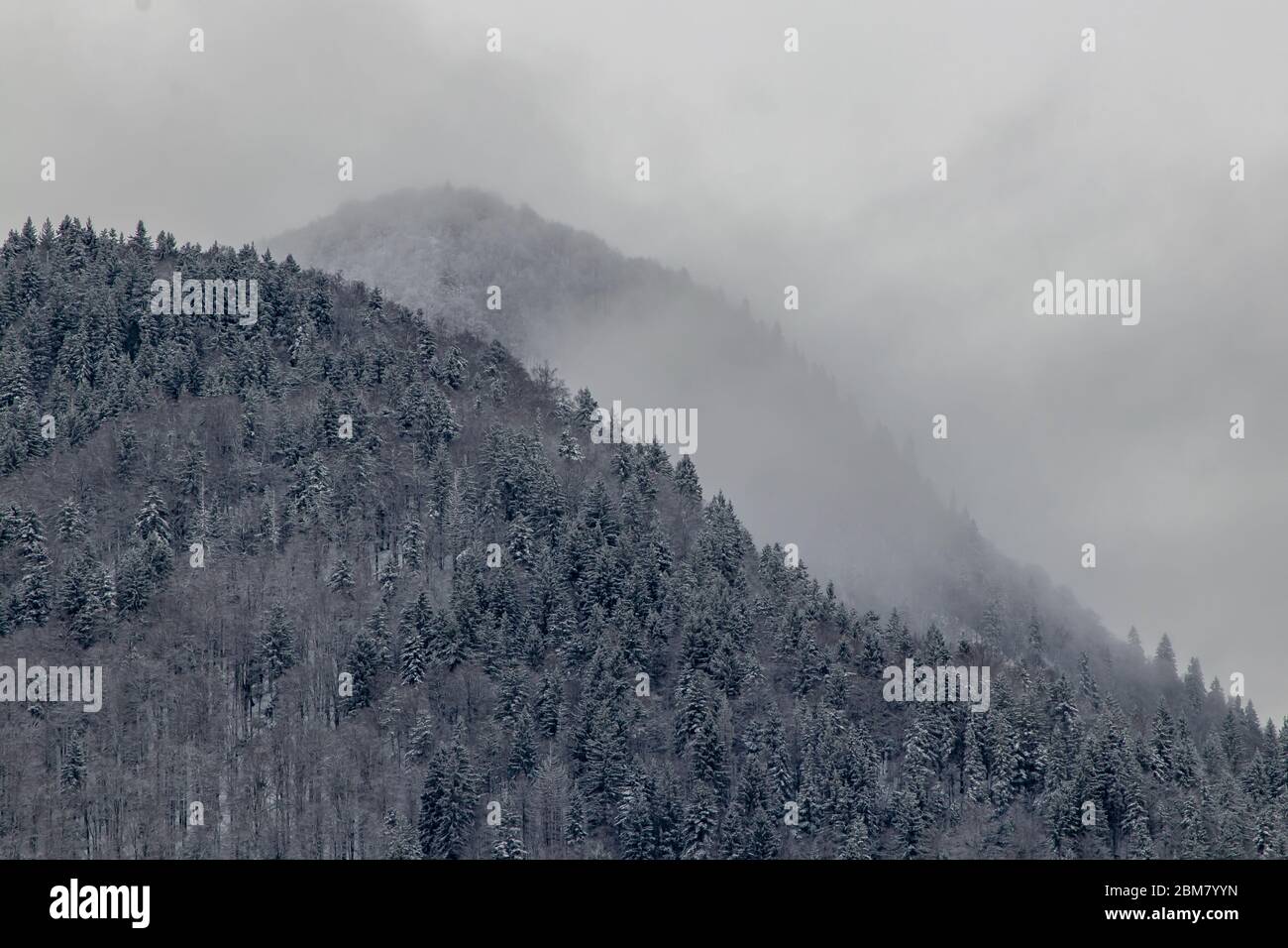 Morning mist over forest in Bohinj valley Stock Photo - Alamy