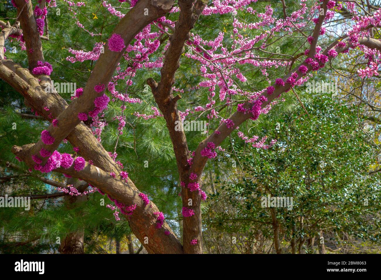 spring tree with pink blooming flowers and flowers sroutiing out of ...