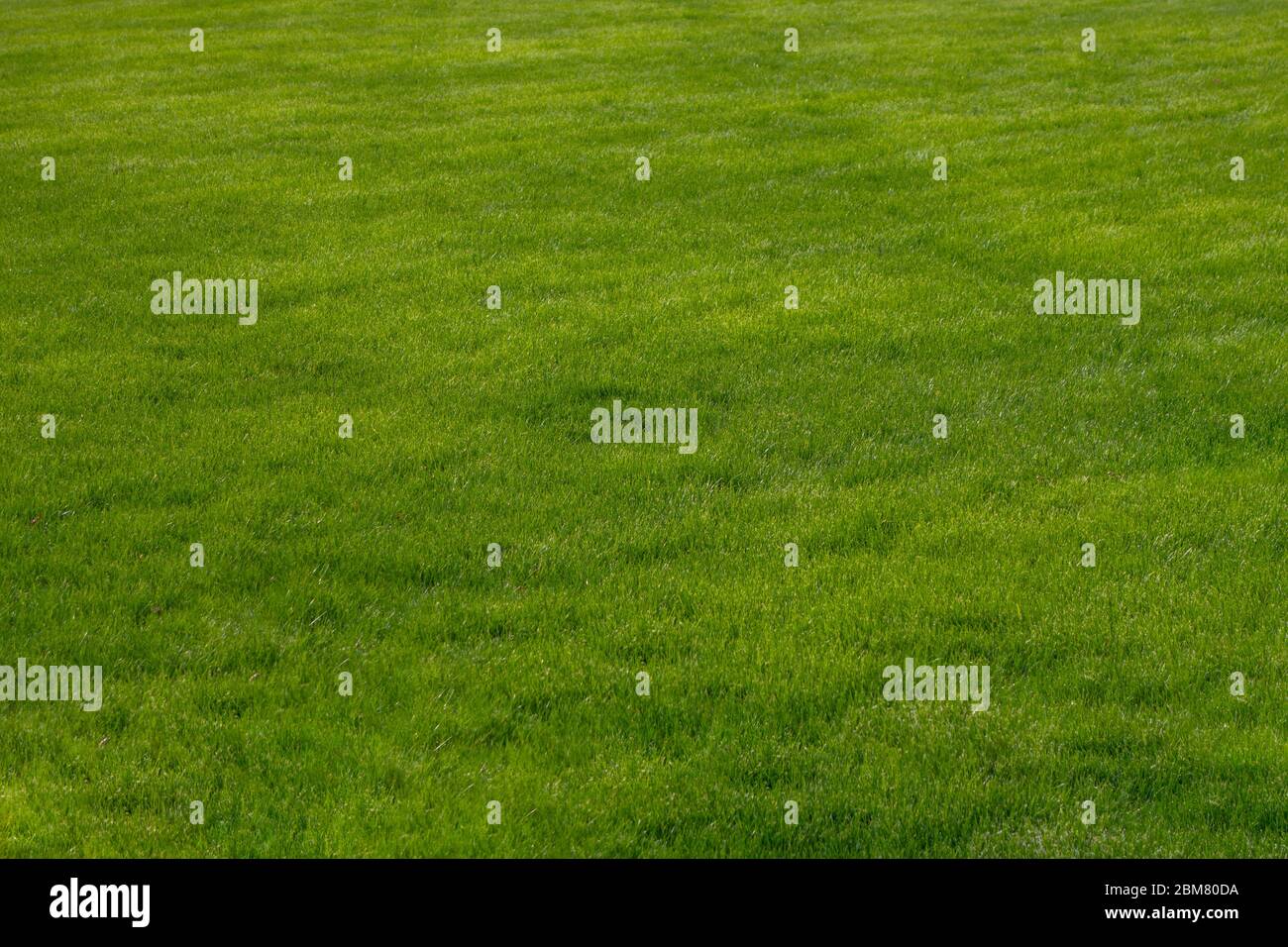 beautiful field of clean well kept lush light grass lawn Stock Photo ...