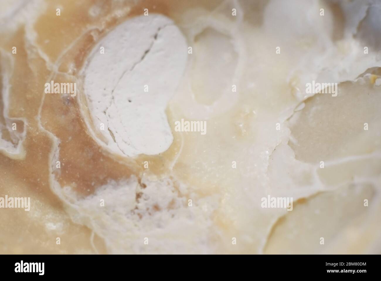 Close up abstract nature texture of sea shell. Beauttiful ornament ...