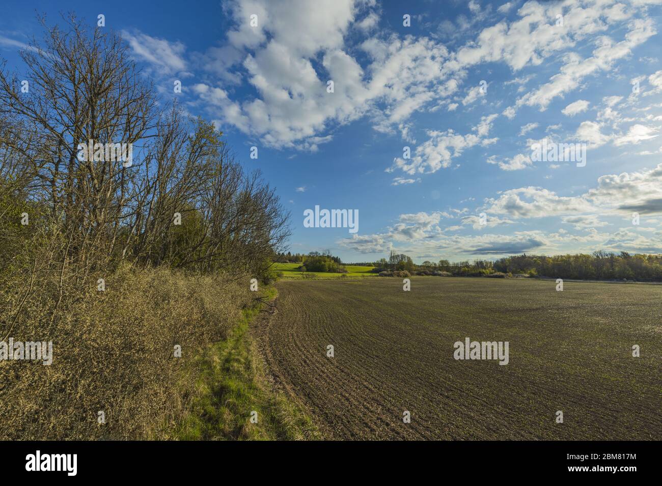 Gorgeous landscape with fields, forest trees and blue sky with white ...