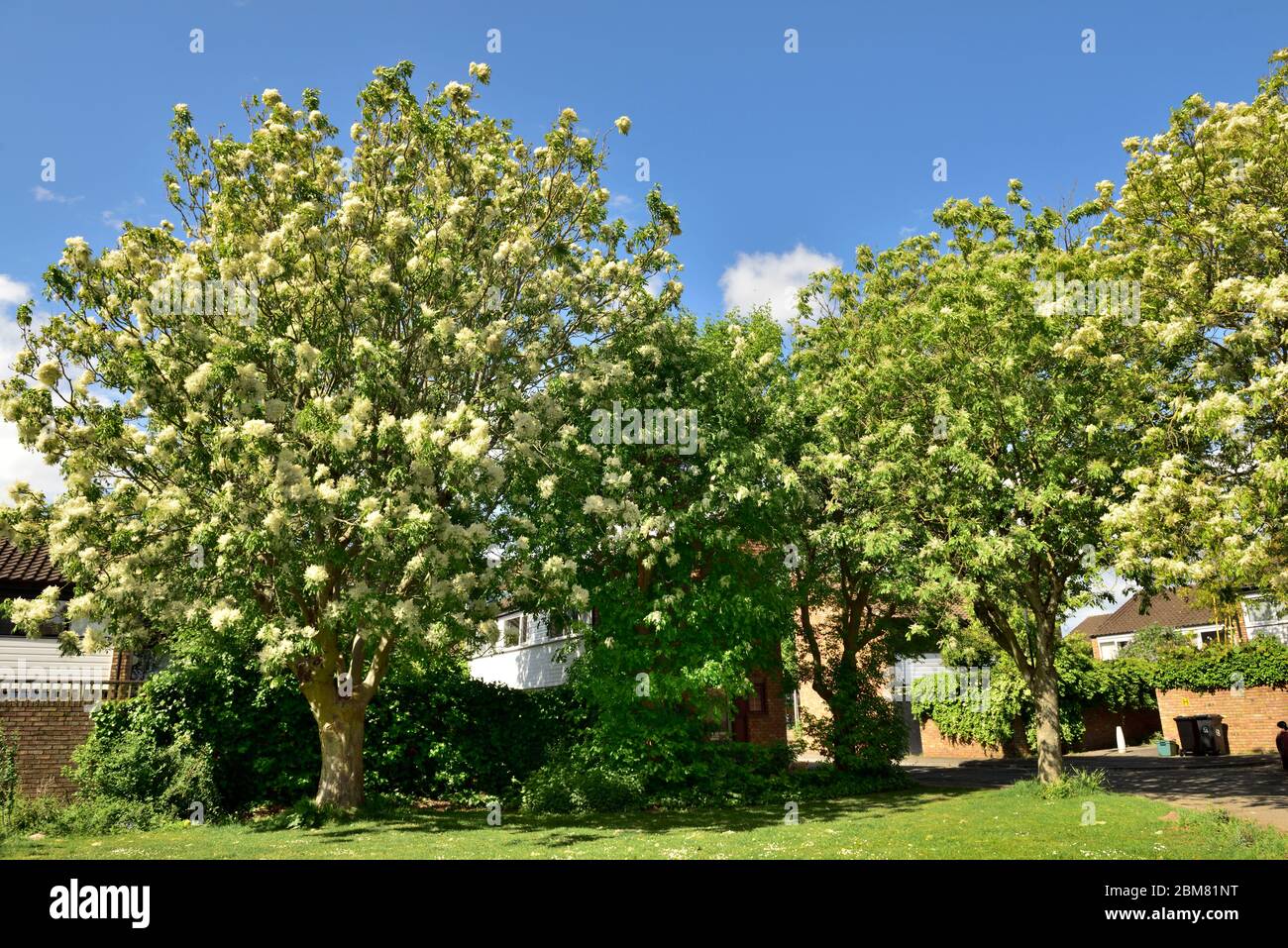 Flowering Ash trees (Fraxinus excelsior), spring in urban park blue sky ...