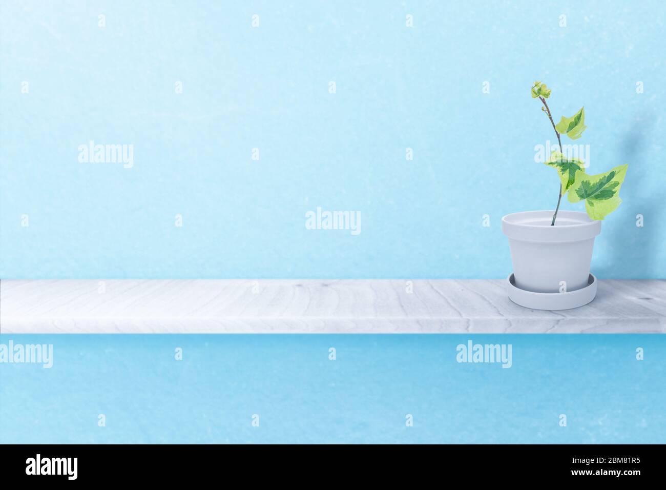 Green hera plant on White Pot (vase), Isolated on White background ...