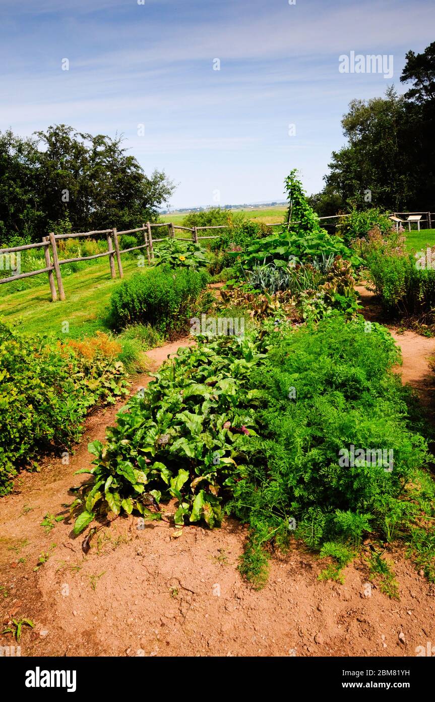 A healthy vegetable garden growing with a wood fence Stock Photo - Alamy