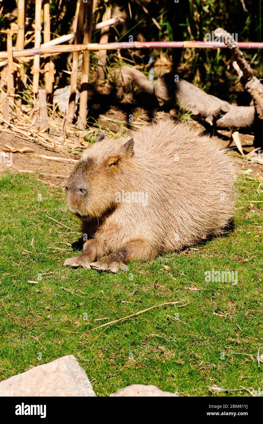 Pig laying down hi-res stock photography and images - Alamy