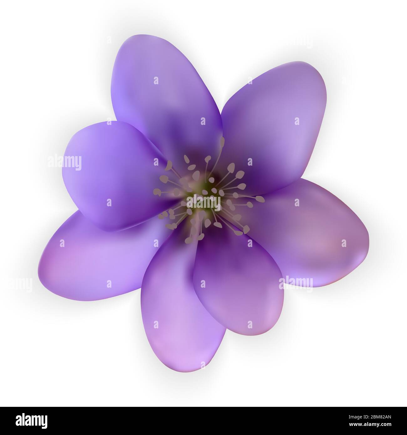 Blue violet anemone flower Stock Vector Images - Alamy