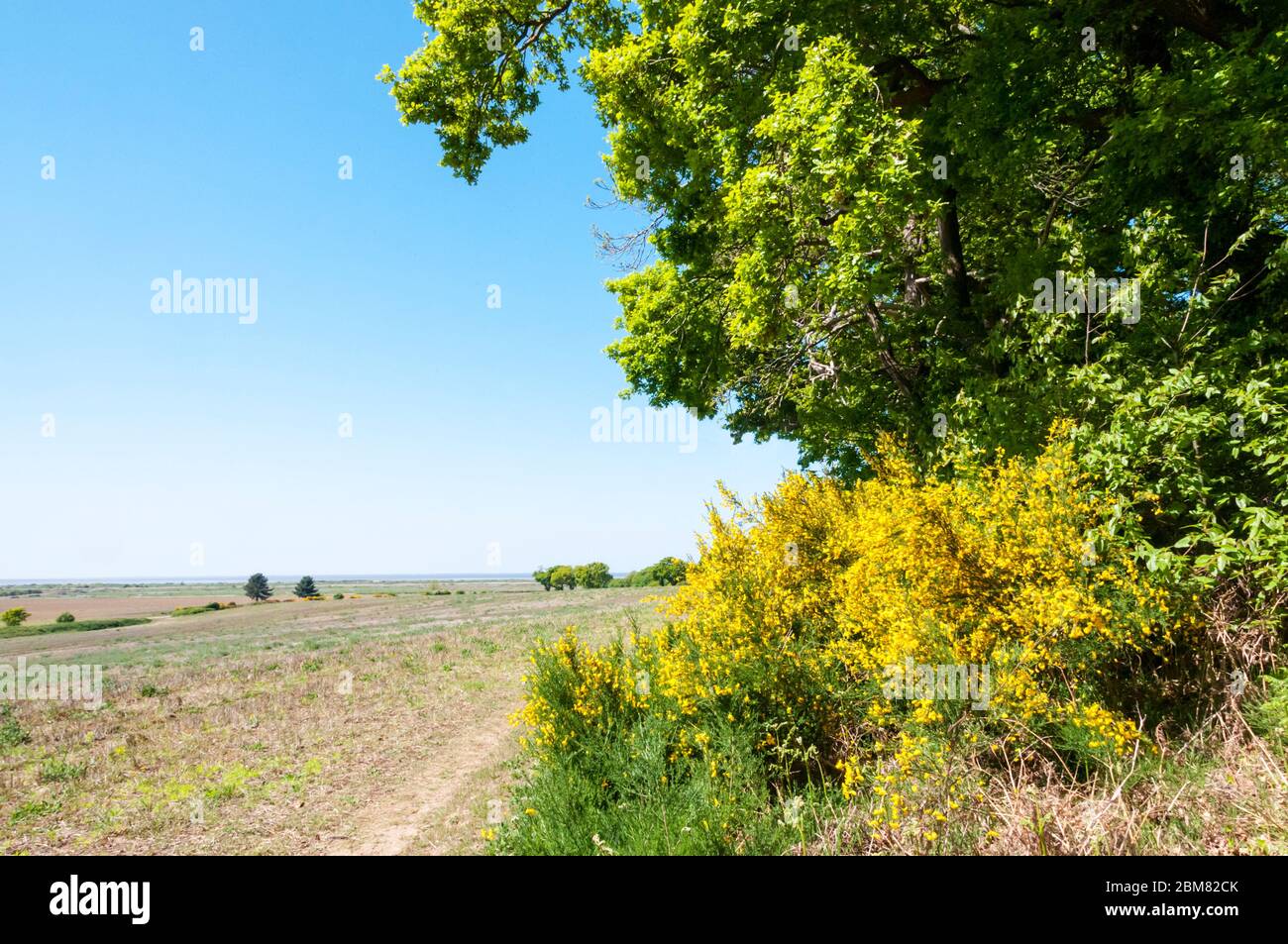 Broom field hi-res stock photography and images - Alamy