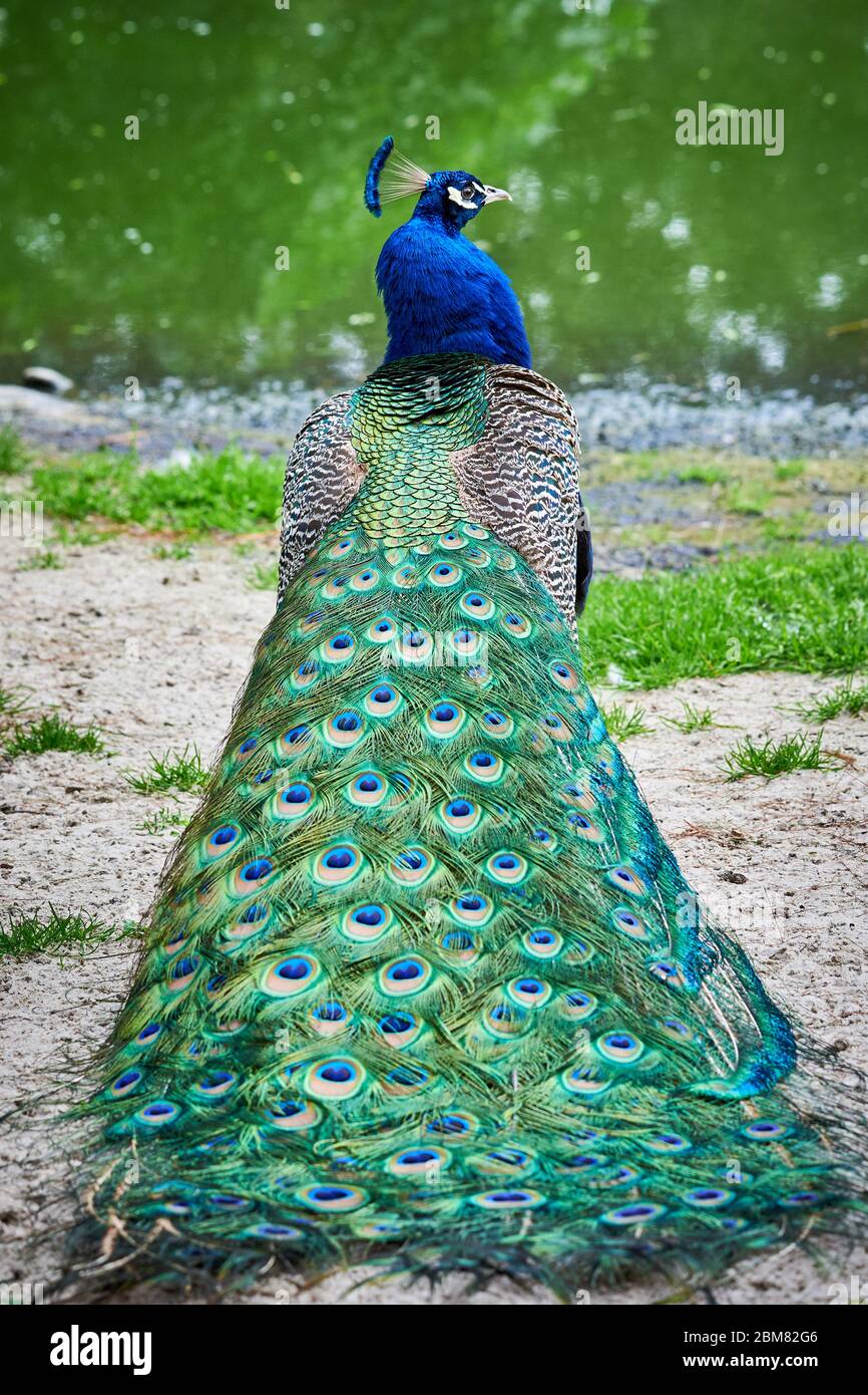 Brown peafowl hen hi-res stock photography and images - Alamy